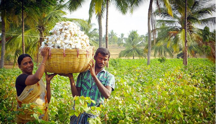 Cotton prices in India to stay firm until next fiscal
