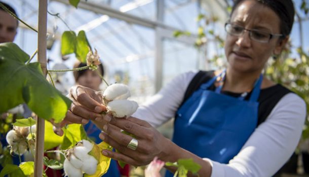 CSIRO develops next generation cotton
