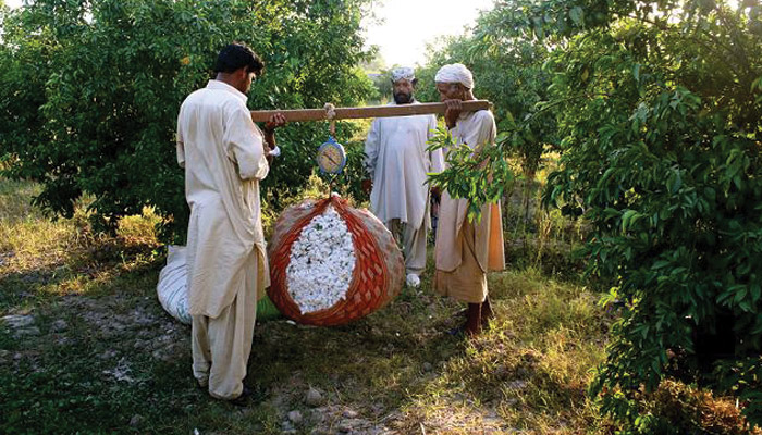 Pakistan observes rise in cotton cultivation