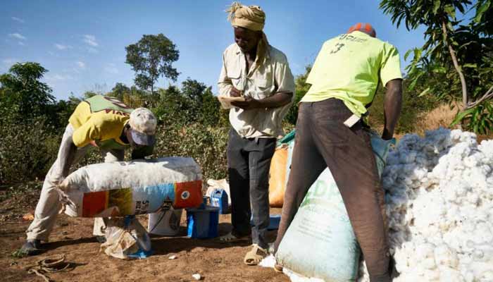 Mali expects record cotton output