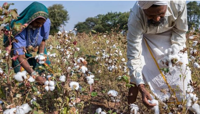 India to regain top cotton producer status