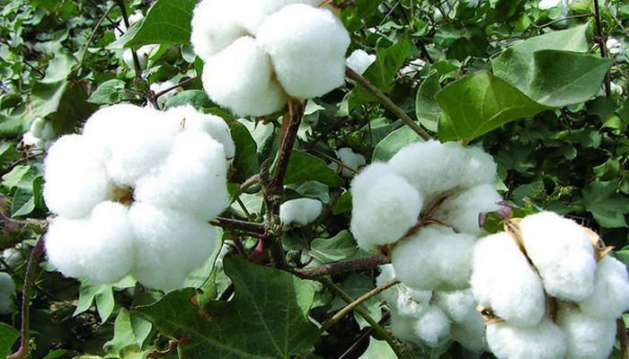 MoU to promote naturally-coloured cotton in Maharashtra