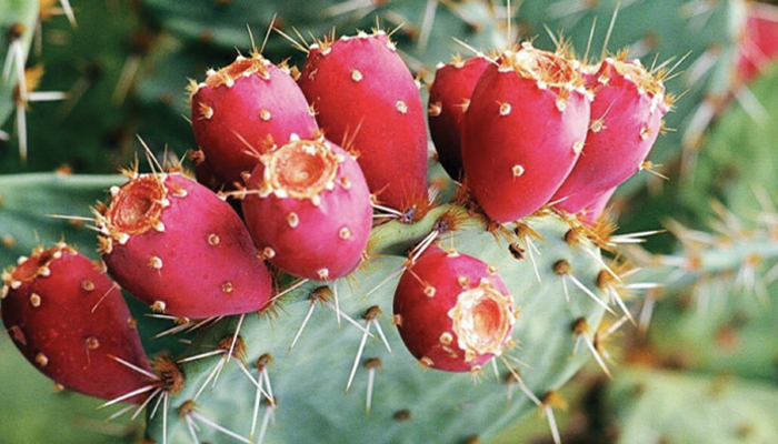 Kraig Labs expands Board of Directors