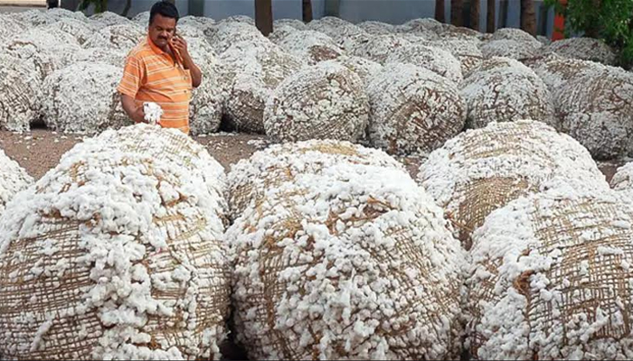 Cotton imports still high in India