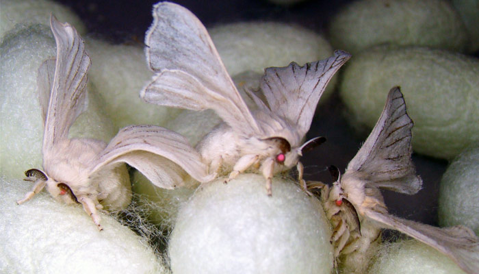 Kraig Biocraft completes cycle of silk moth mating for the first time