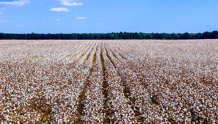 13 mn cotton acres to be planted by US producers in 2020