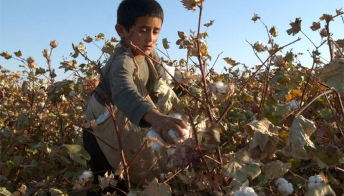 ILO reports fall in forced labour in Uzbek cotton fields