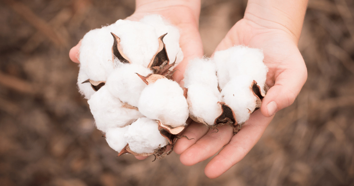 Concerns about economy grip cotton users