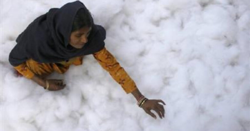 Cotton prices started sliding – SIMA hails intervention of Union ...