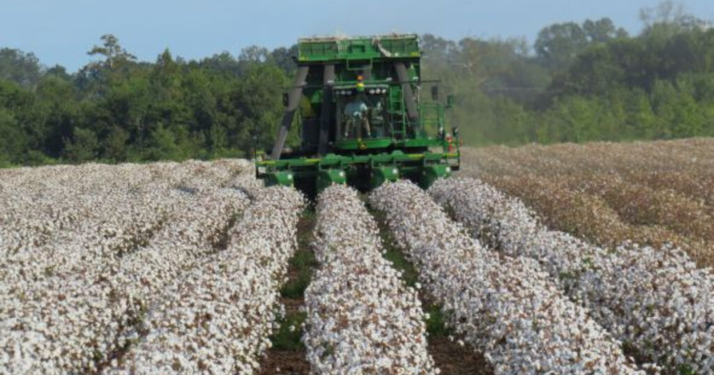 Cotton production in Indian states is either declining or stable