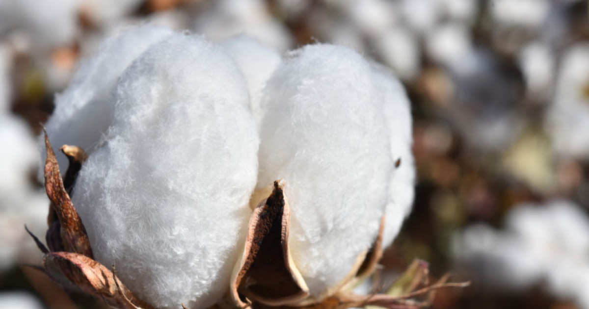 Cotton Proves as a Sustainable Advanced Textiles Product