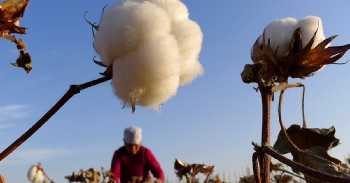 Climate-smart agriculture helps more than double Azerbaijan's cotton ...