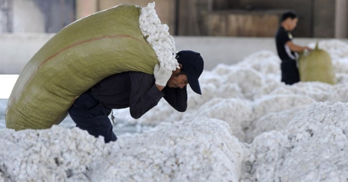 Vietnam's cotton import from Argentina increased; garment exports rise too