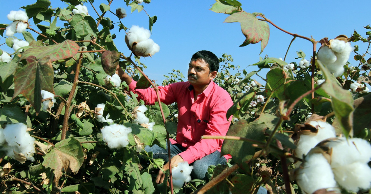 CAI further reduces India's cotton production from 2022-23 to below 300 ...
