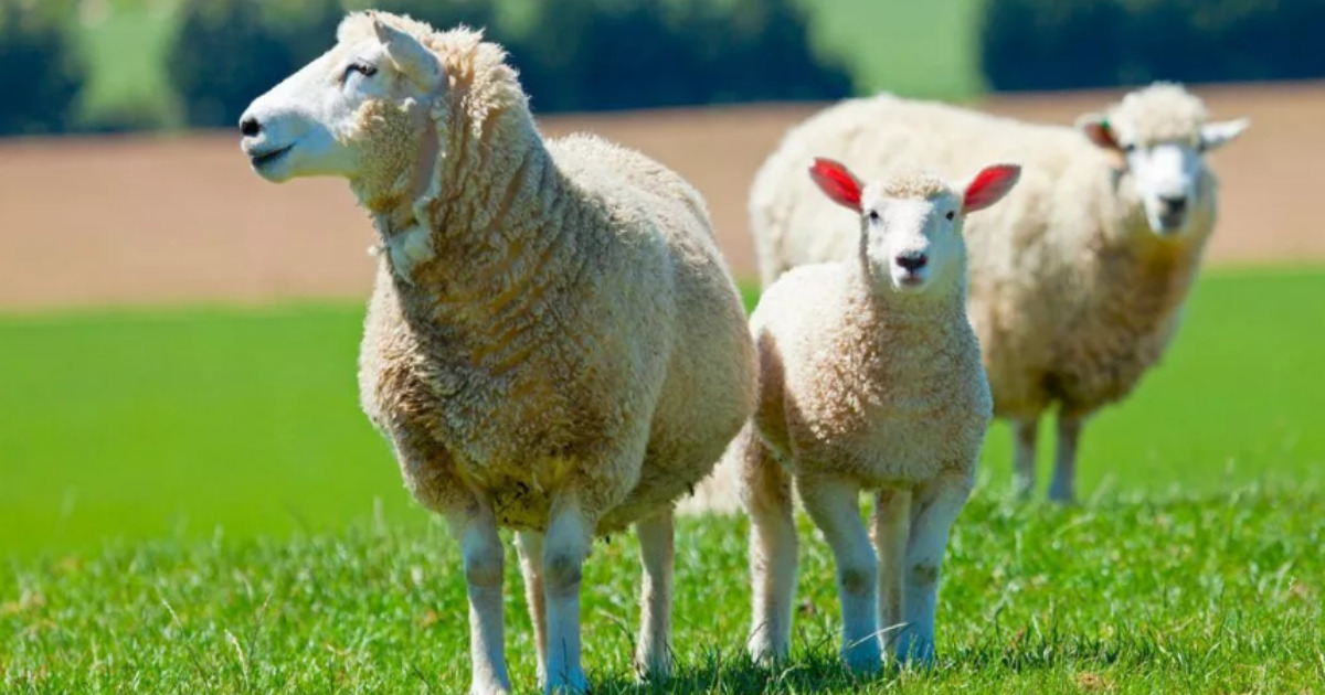 Nike is committed to the Responsible Wool Standard