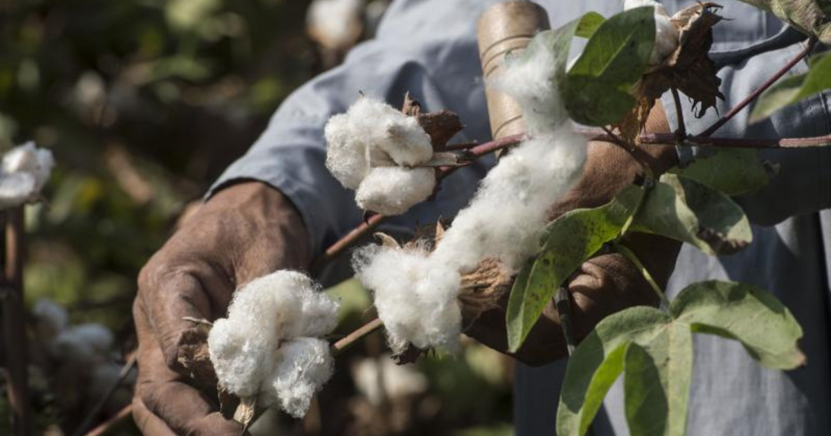 Global cotton market is facing decline in production and consumption