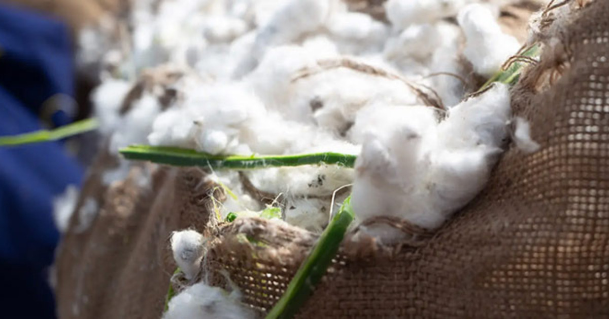 International Cotton Association and TextileGenesis sign a MoU ...