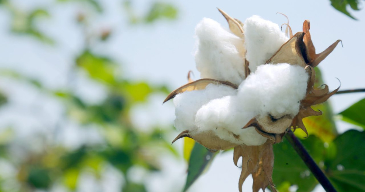 Cotton trading center important step to establish textile cluster in ...
