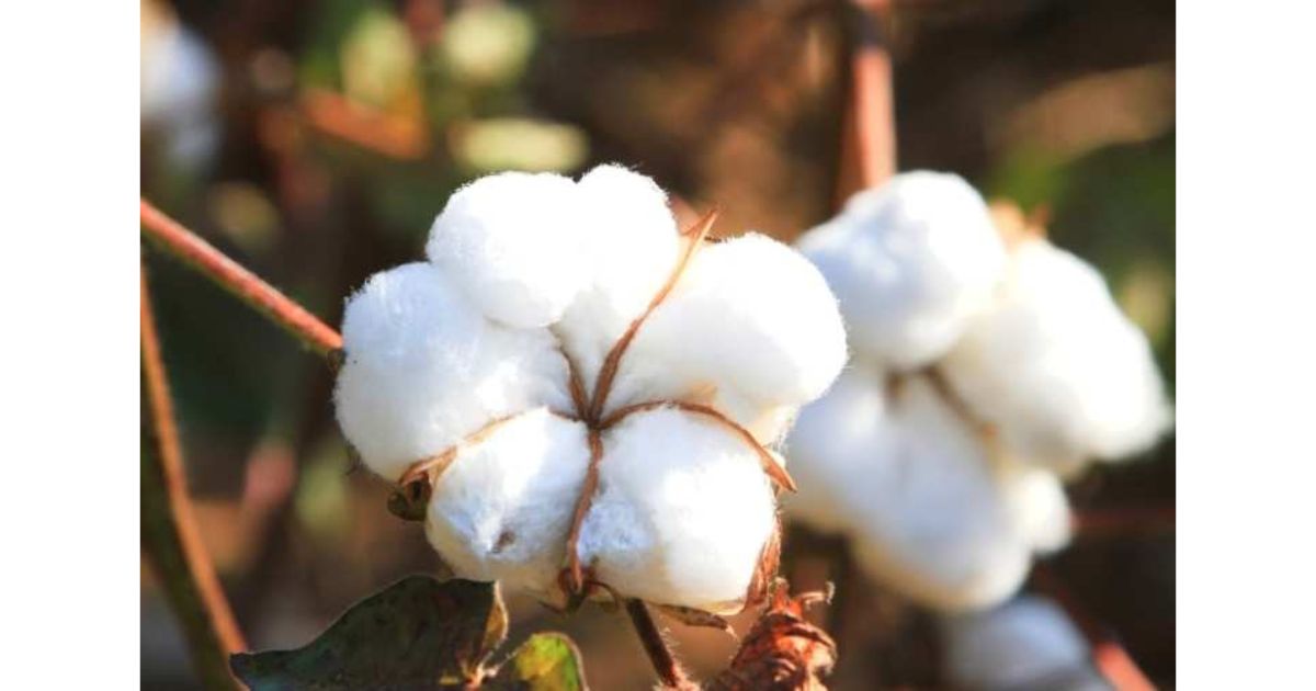 U.S. Cotton Industry optimistic about economic assistance